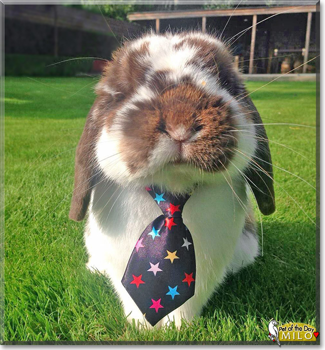 Milo - Mini Lop Rabbit - January 1, 2015