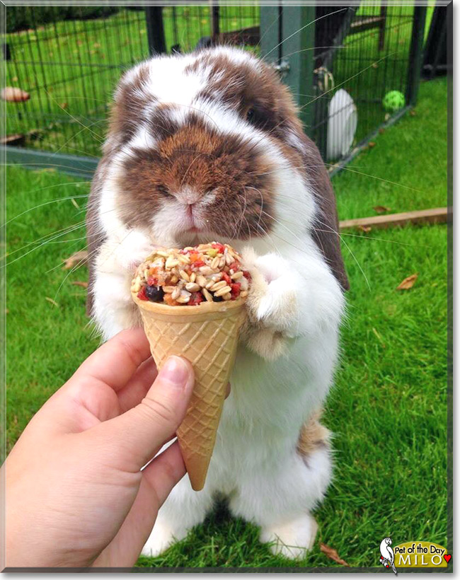 Milo - Mini Lop Rabbit - January 1, 2015