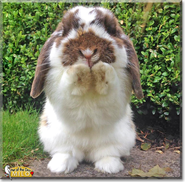 Milo - Mini Lop Rabbit - January 1, 2015