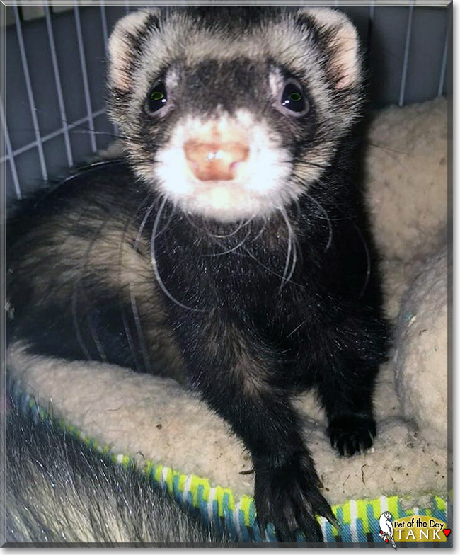 Pet of the Day - Every day a new pet photo and story since 1997